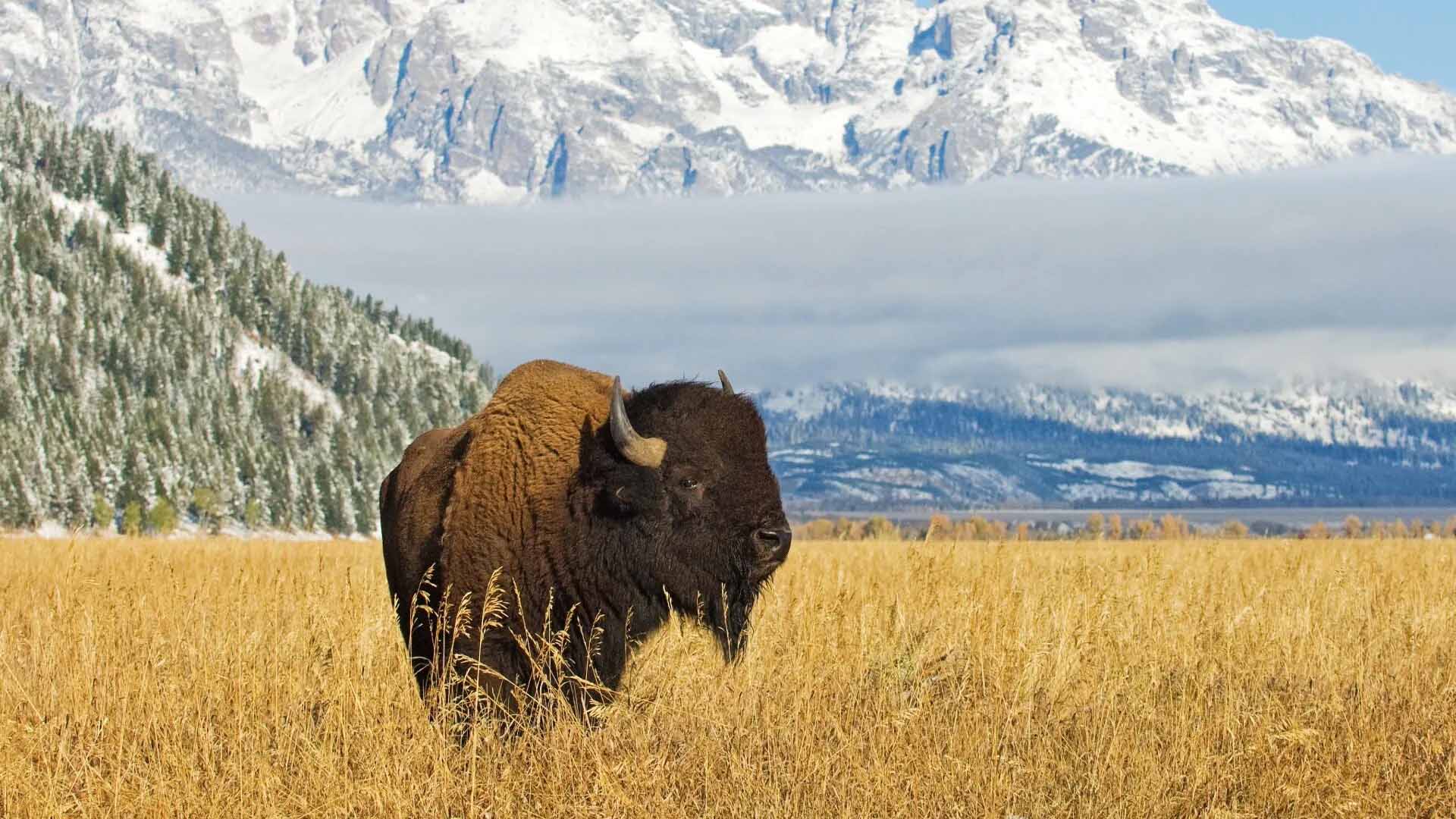 Ask Tyson the Bison – Interior Federal’s Virtual Assistant | Interior ...